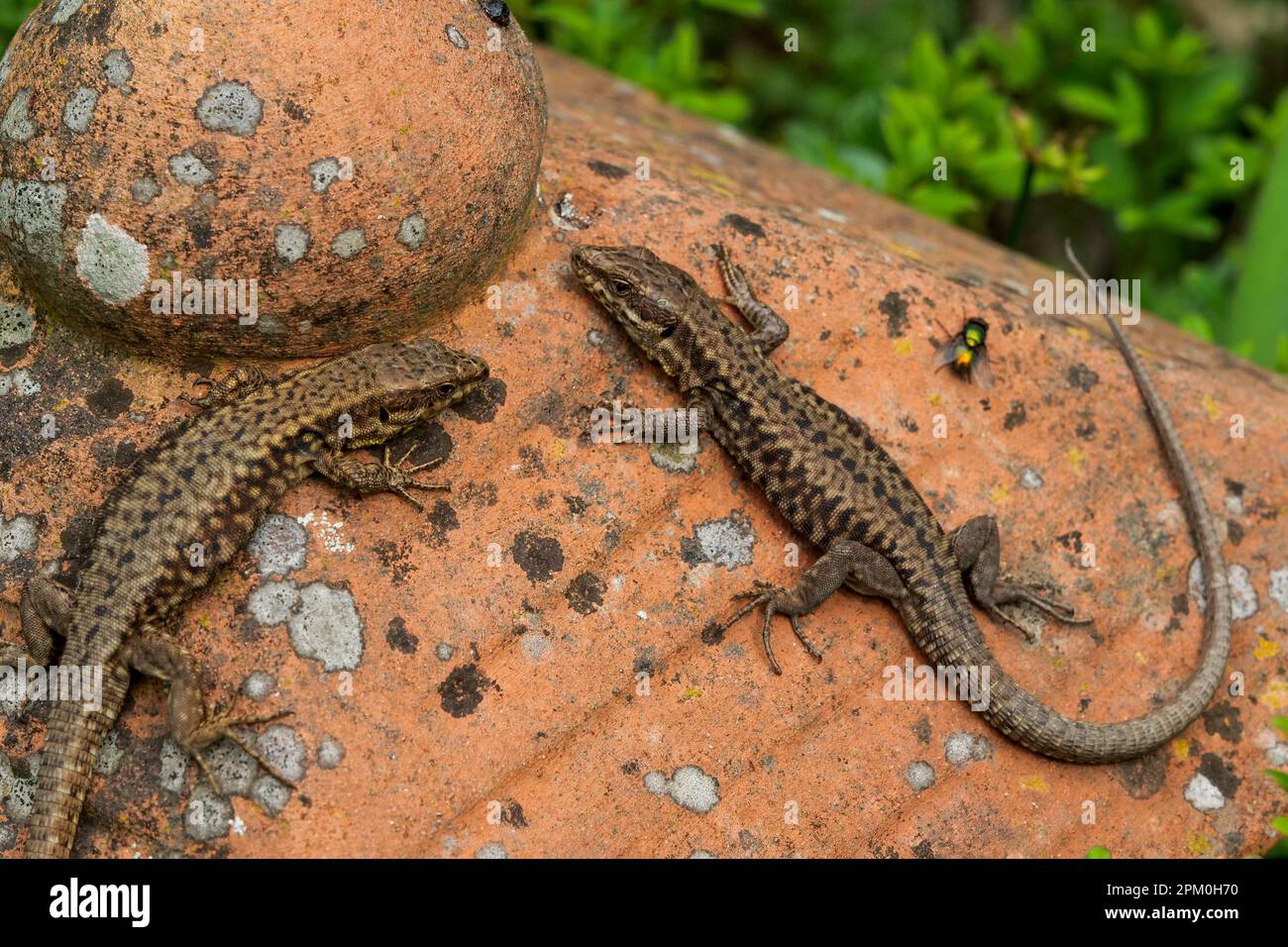 Grey lizards, garden, Bron, France Stock Photo - Alamy