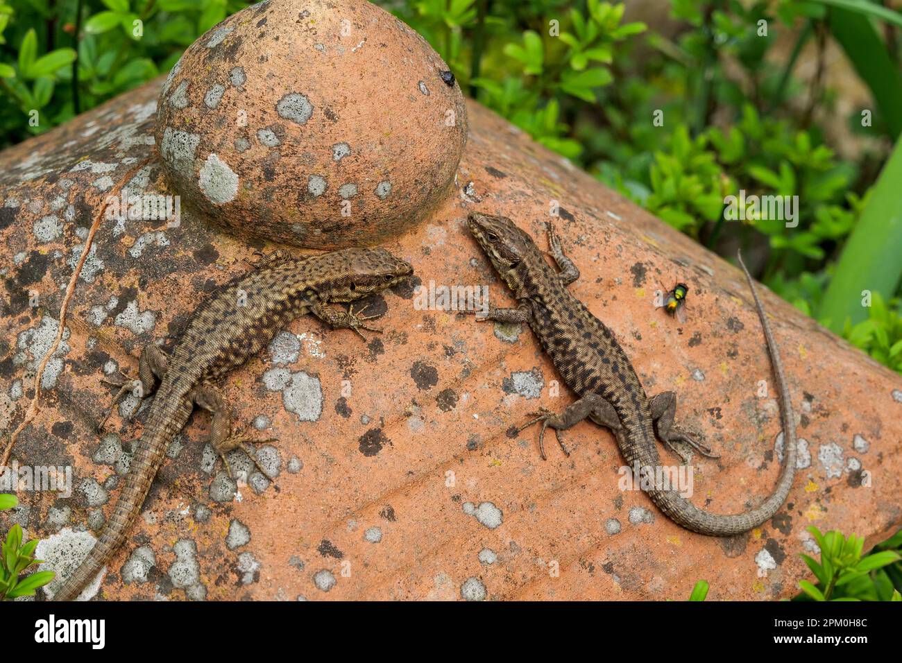 Grey lizards, garden, Bron, France Stock Photo - Alamy