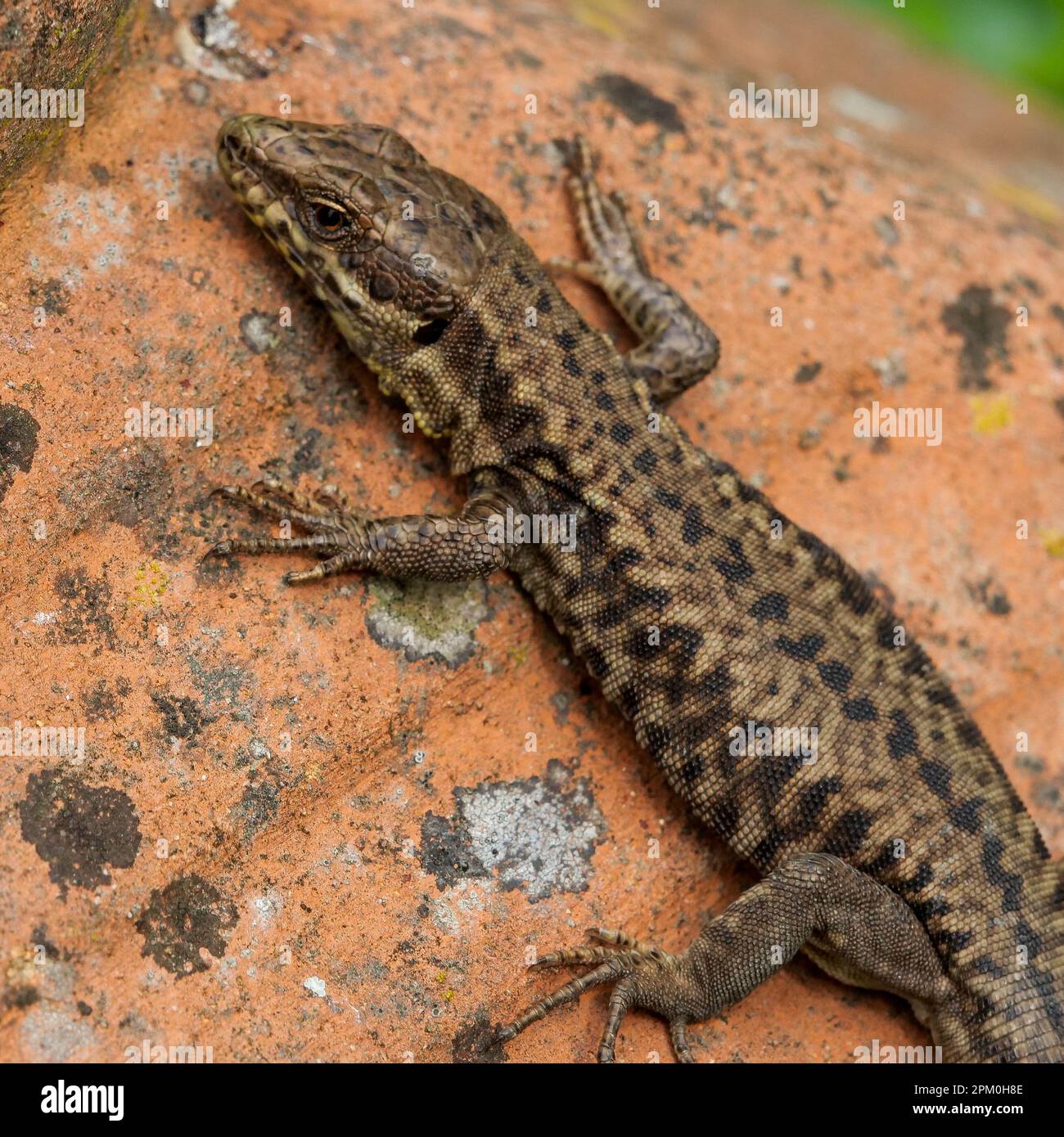 Grey lizard, garden, Bron, France Stock Photo - Alamy