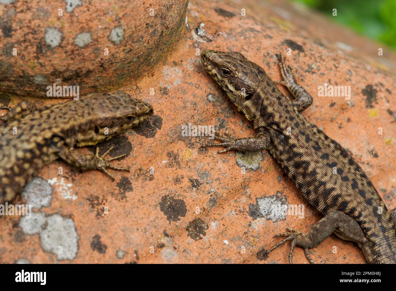 Grey lizards, garden, Bron, France Stock Photo - Alamy