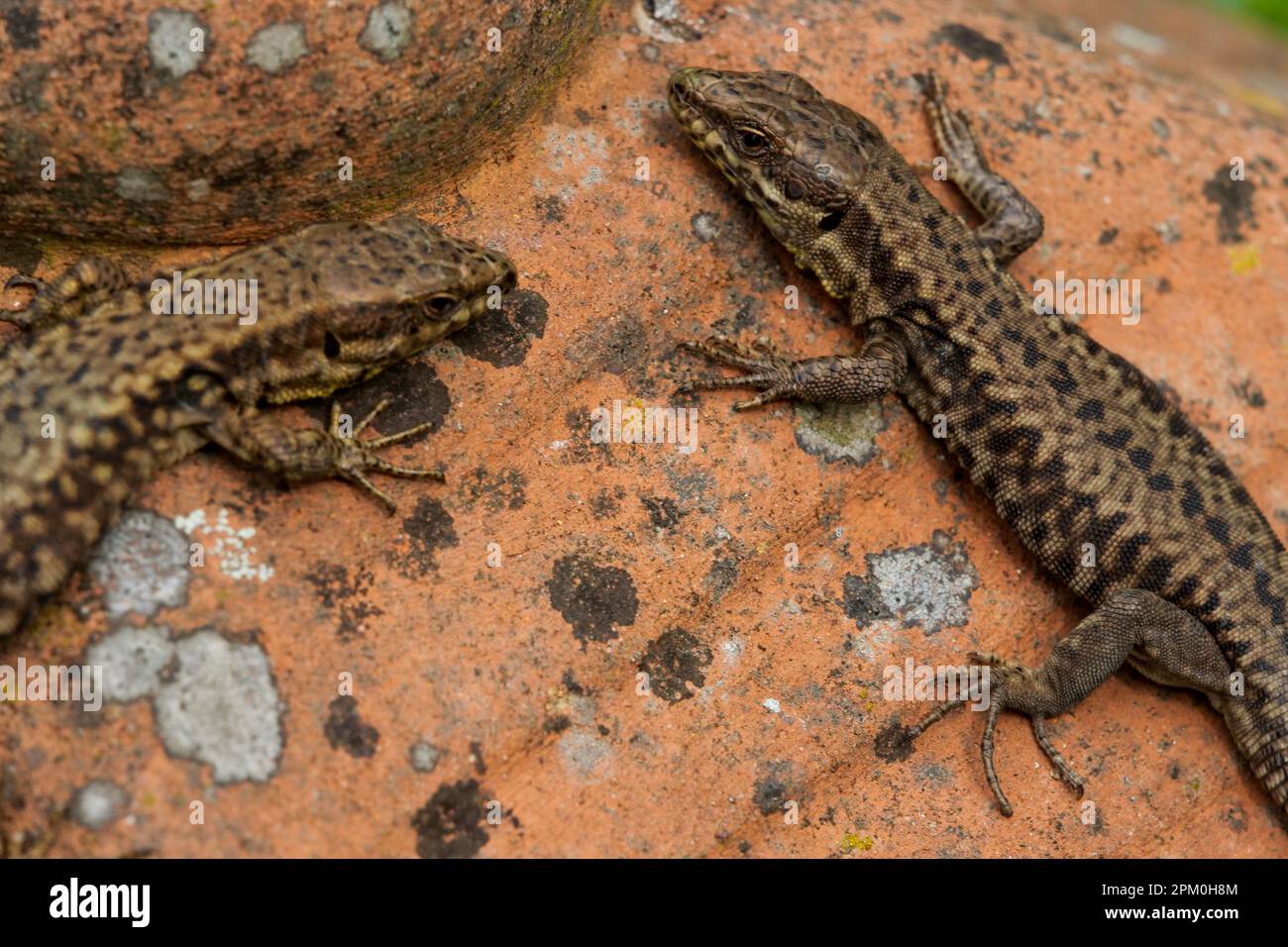 Grey lizards, garden, Bron, France Stock Photo - Alamy