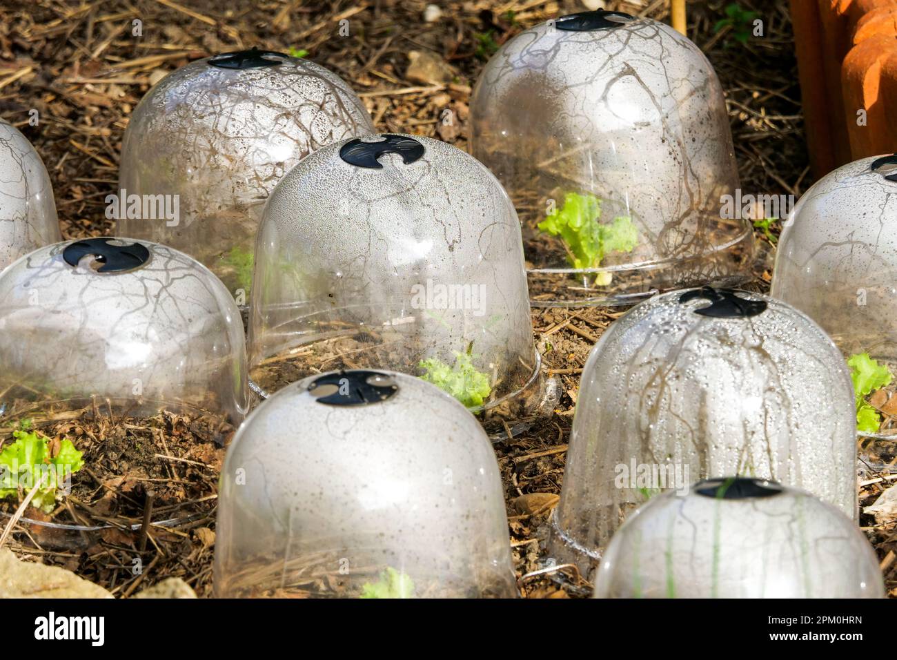 Plastic domes protecting young salad plan in a private organic ...