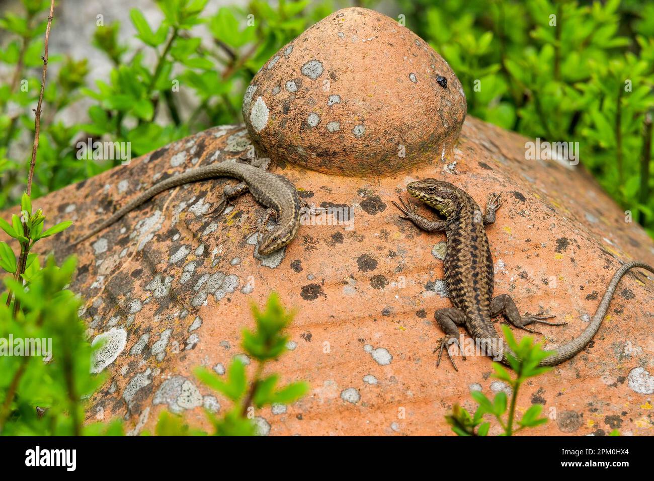 Grey lizards, garden, Bron, France Stock Photo - Alamy