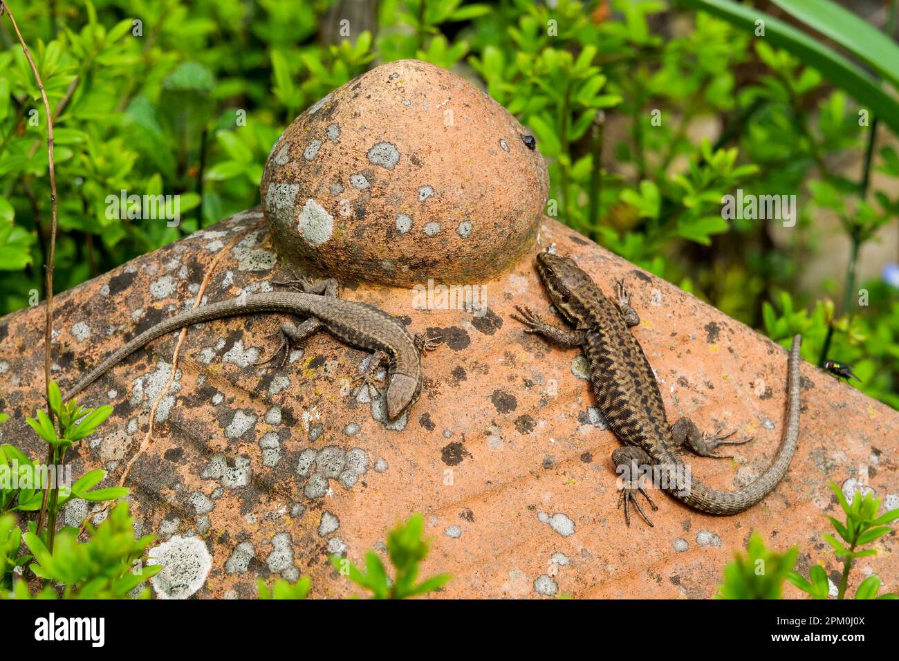 Grey lizards, garden, Bron, France Stock Photo - Alamy
