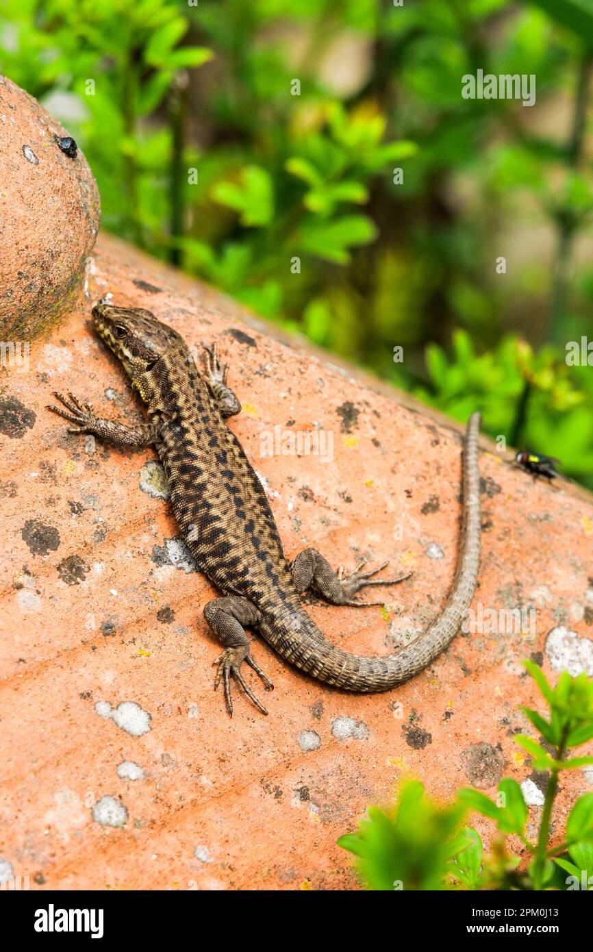 Lizard, garden, Bron, France Stock Photo - Alamy Lizard, garden, Bron, France Stock Photo - Alamy