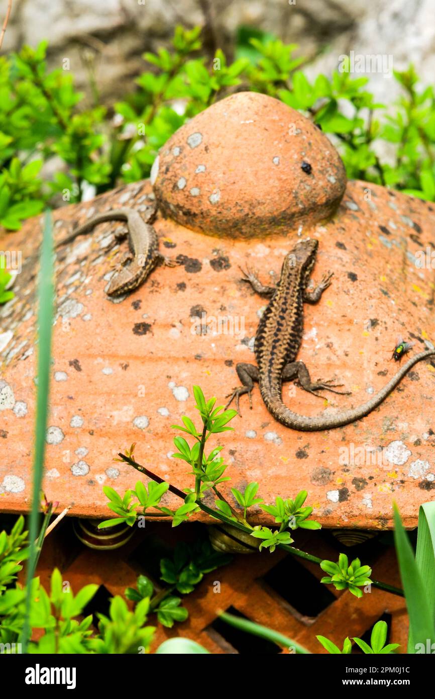 Grey lizard, garden, Bron, France Stock Photo - Alamy