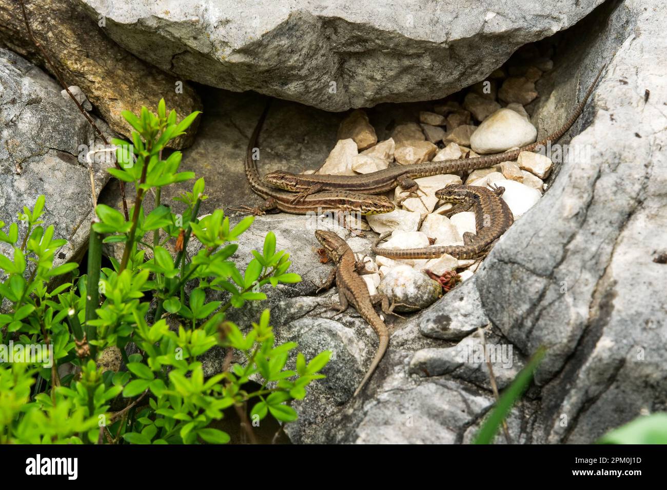 Grey lizards, garden, Bron, France Stock Photo - Alamy