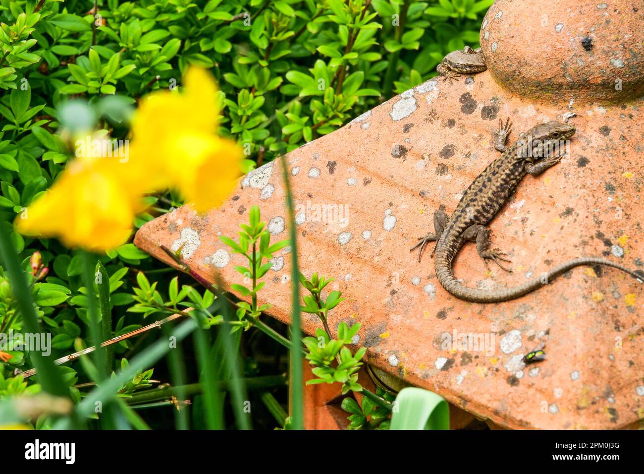 Grey lizard, garden, Bron, France Stock Photo - Alamy