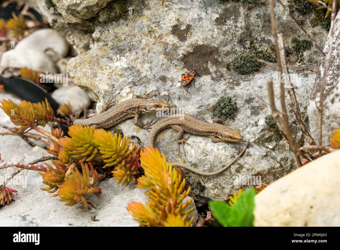 Grey lizards, garden, Bron, France Stock Photo - Alamy