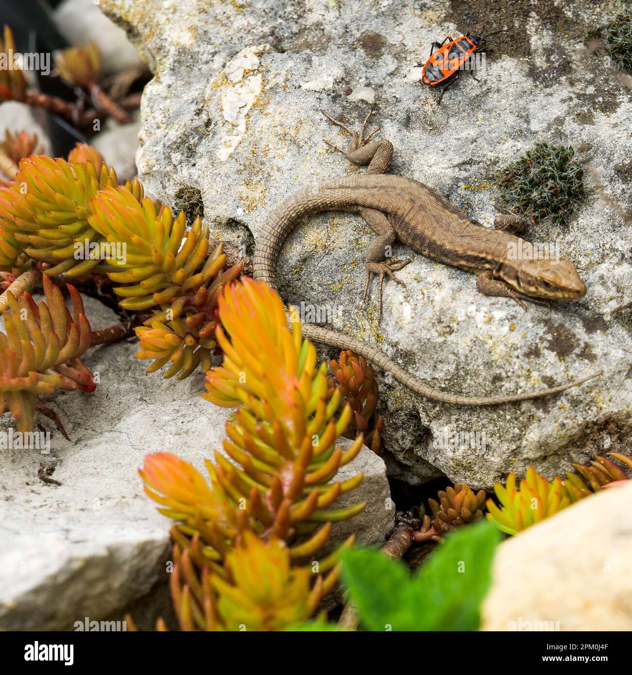 Grey lizard, garden, Bron, France Stock Photo - Alamy