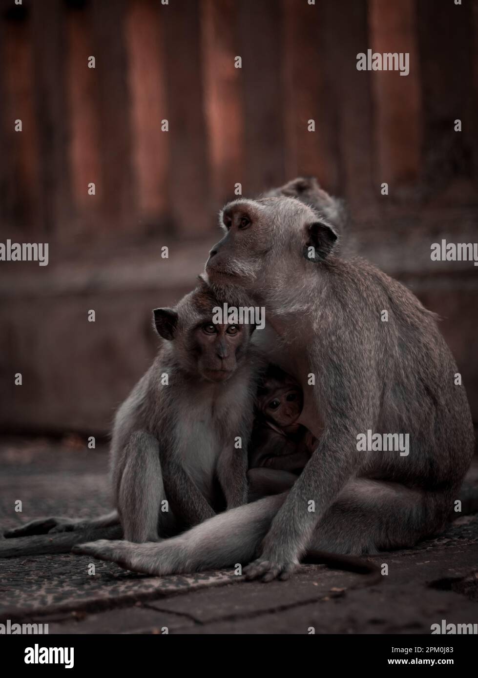 Grey long-tailed macaques cuddling along historic Uluwatu temple ...