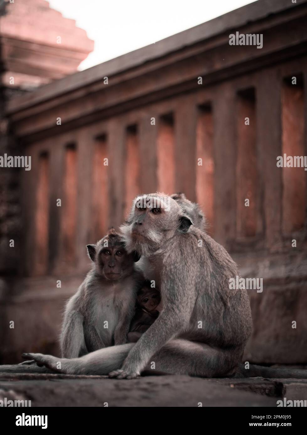 Grey long-tailed macaques cuddling along historic Uluwatu temple ...