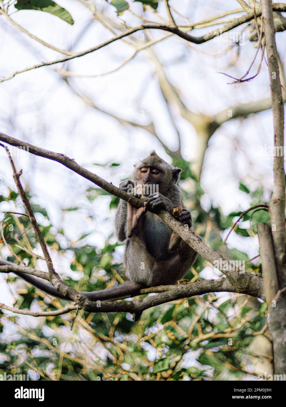 Cling onto tree branch hi-res stock photography and images - Alamy