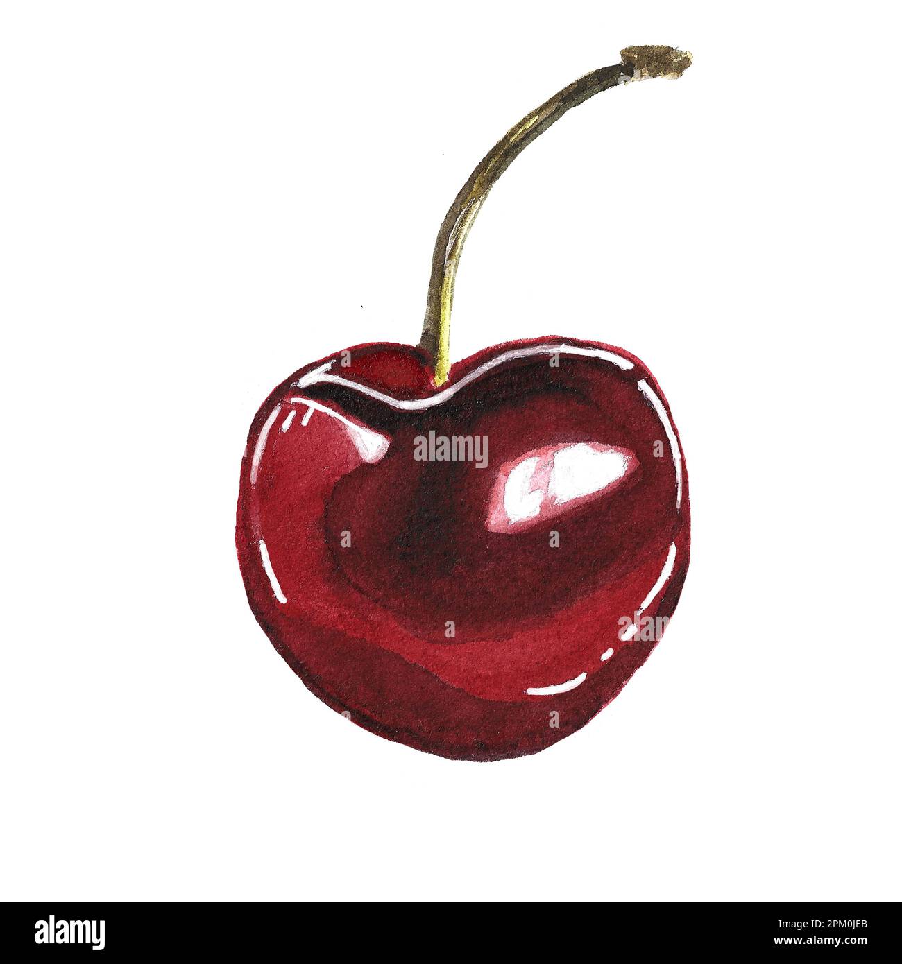 Watercolor painting of cherry isolated on white background. Hand drawn ...