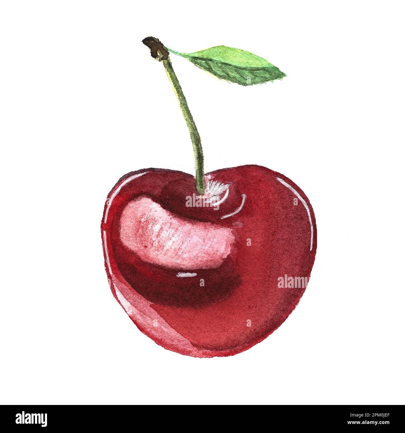 Watercolor painting of cherry isolated on white background. Hand drawn ...