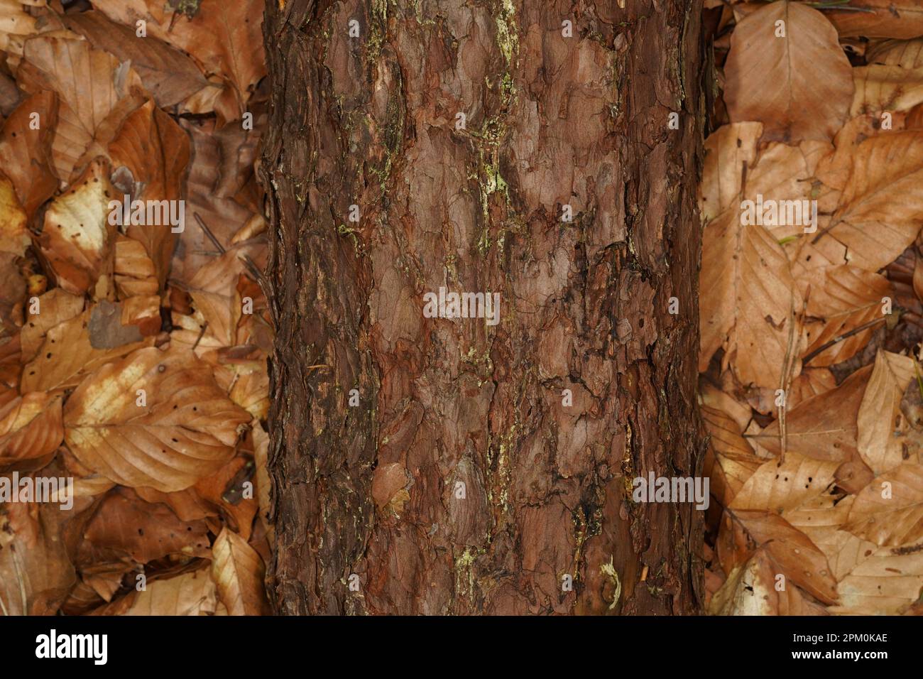 Lying pine log on brown beech leaves on the forest flor Stock Photo - Alamy