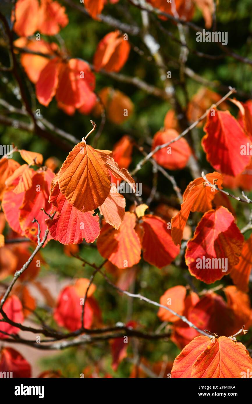 Witch hazel with colorful autumn leaves hi-res stock photography and ...