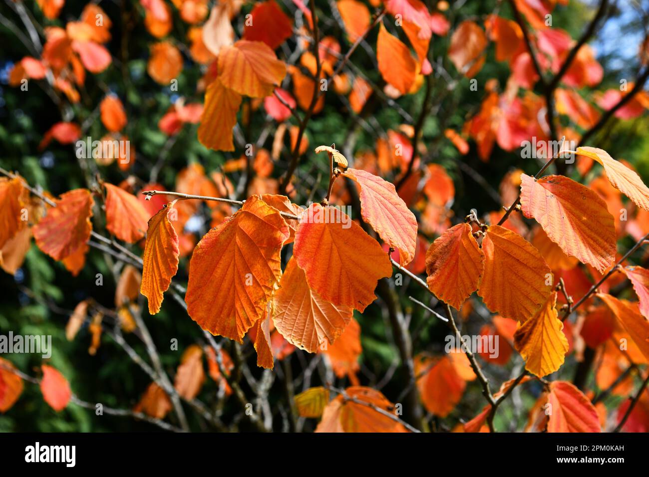 witch hazel with beautiful autumn colors Stock Photo - Alamy