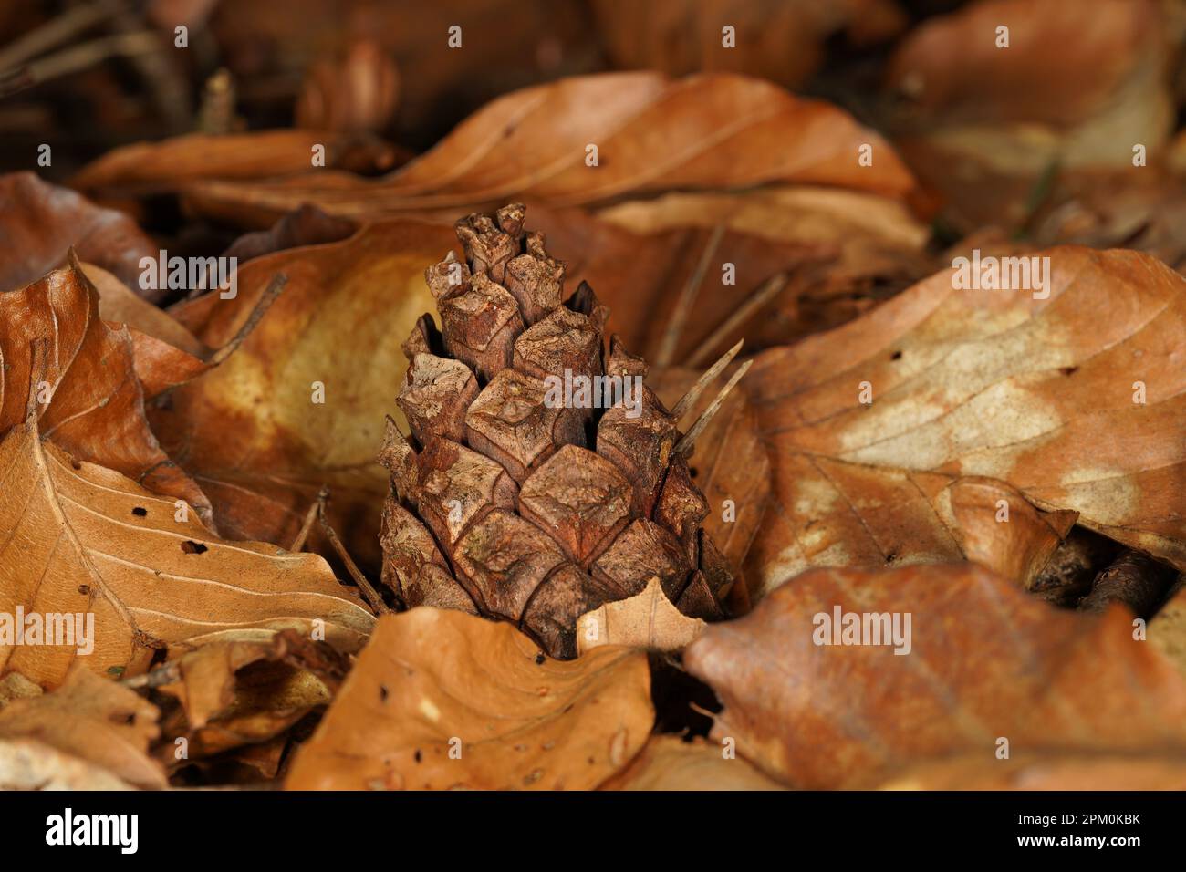 Floor covered with pine cones hi-res stock photography and images - Alamy