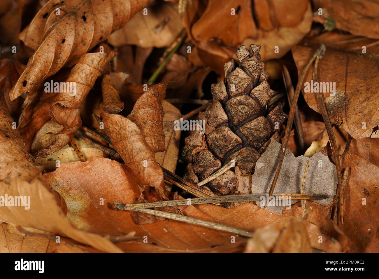 Background with brown leaves, pine cones and pine needles on the forest ...