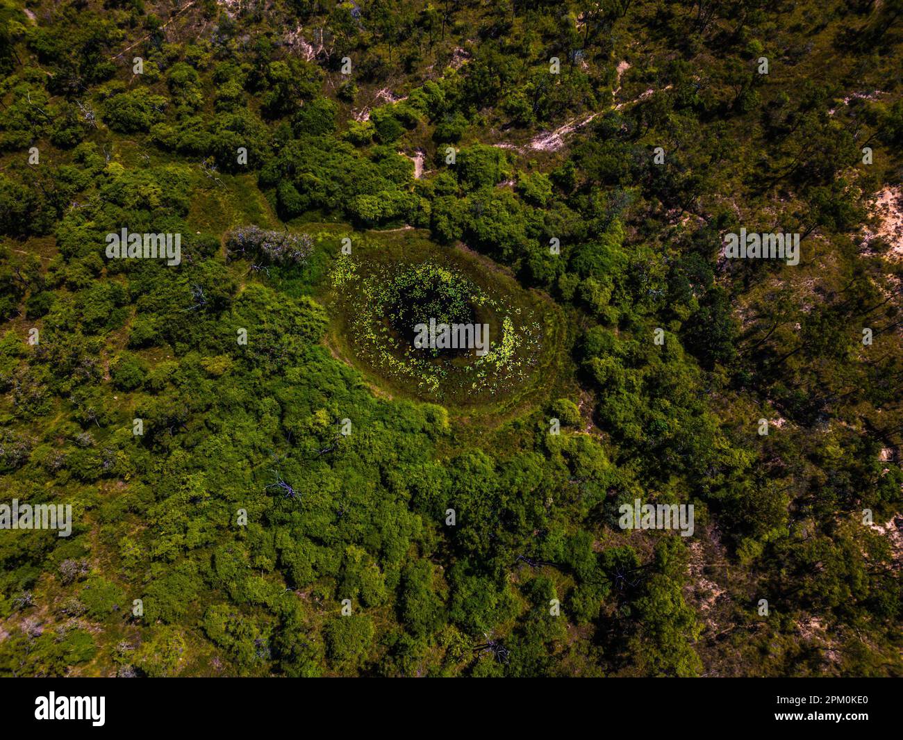 An aerial view of a lush landscape featuring an array of trees and ...