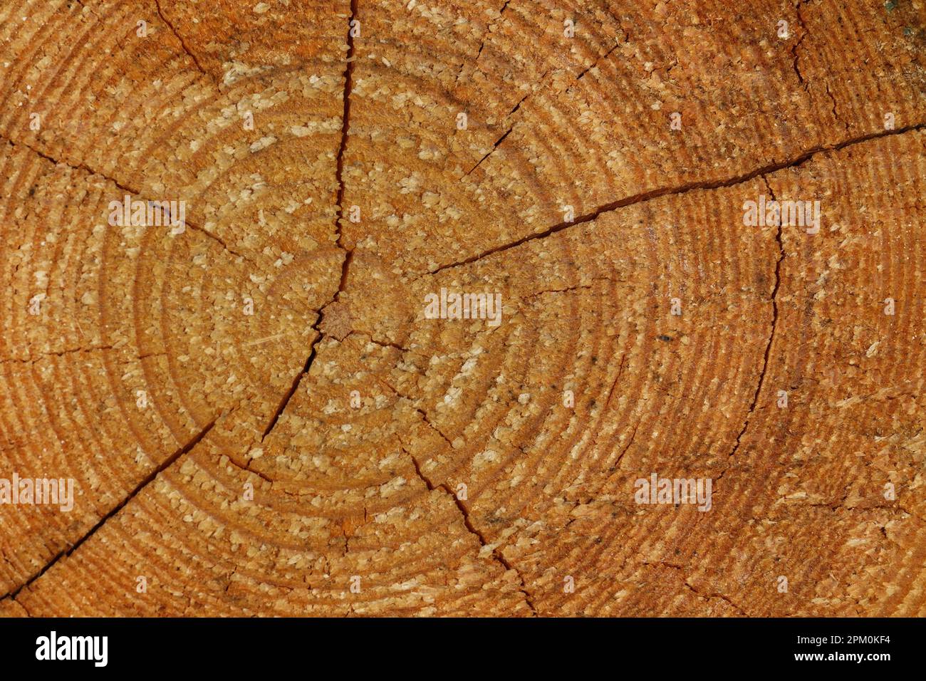 Pine tree trunk with age rings and cracks in closeup Stock Photo - Alamy