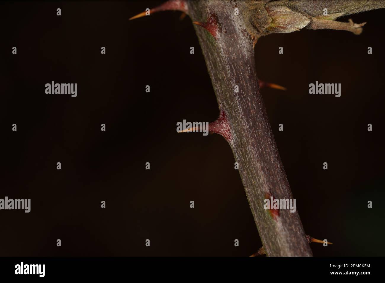 Botanical stalk hi-res stock photography and images - Alamy