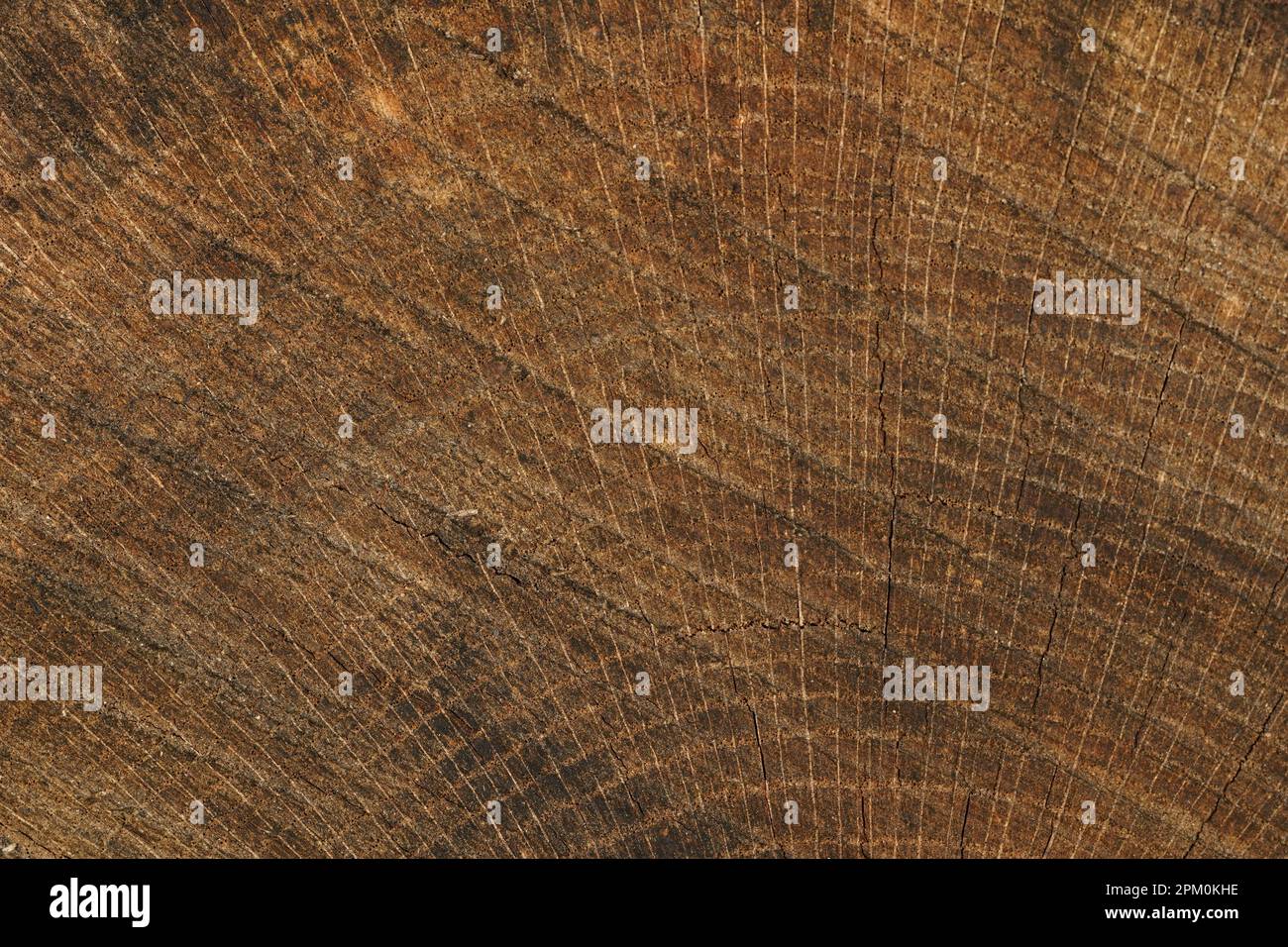 Brown wooden tree trunk background with texture Stock Photo - Alamy