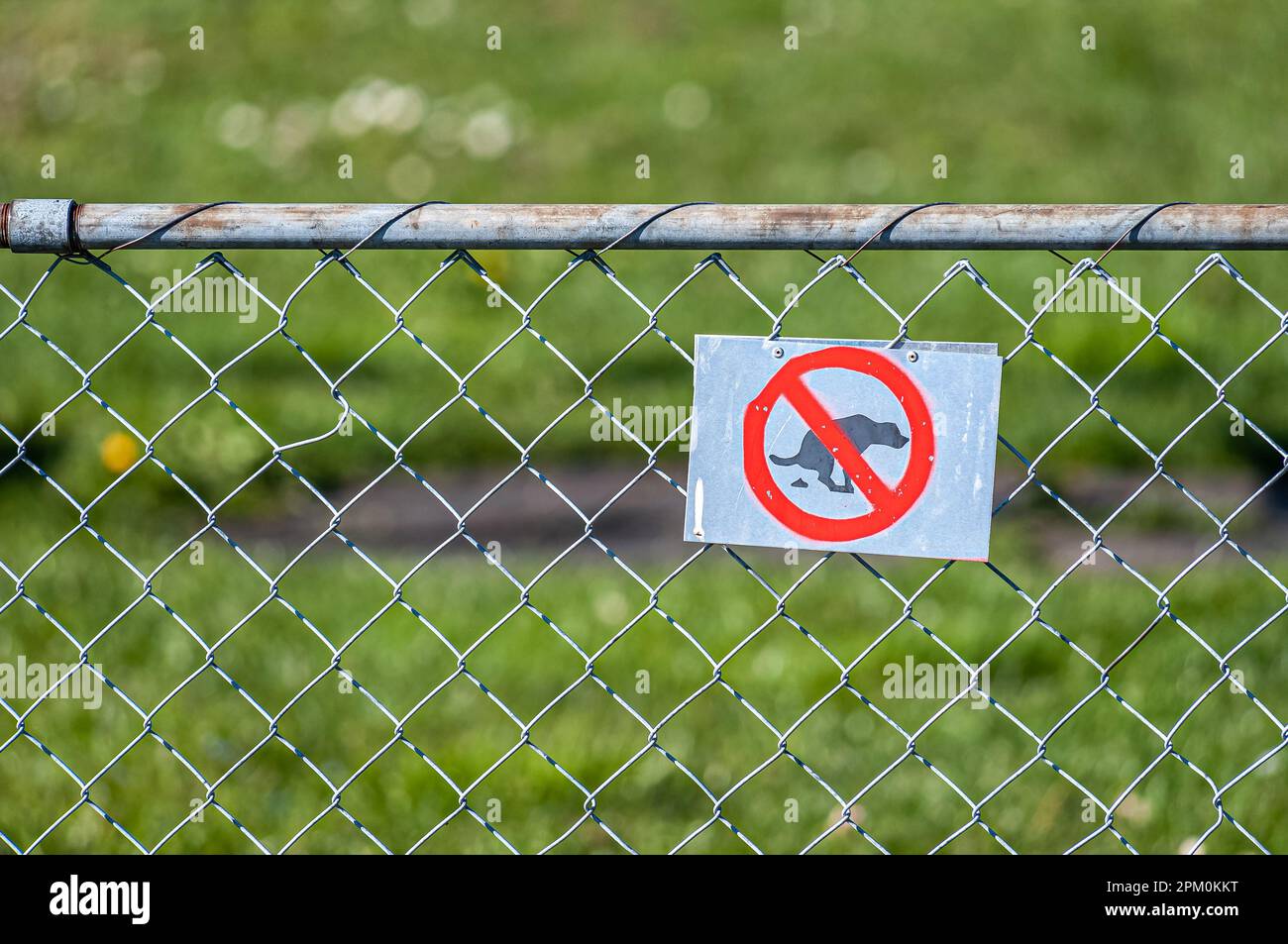 A metallic chain link fence with a bold red and white No Dogs sign ...