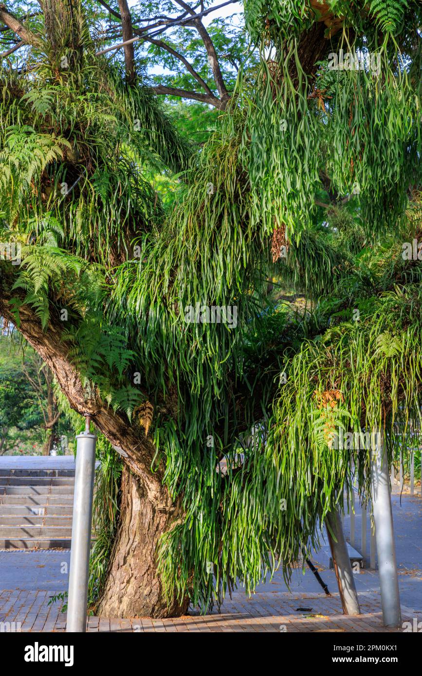 Epiphytes on tree hi-res stock photography and images - Alamy