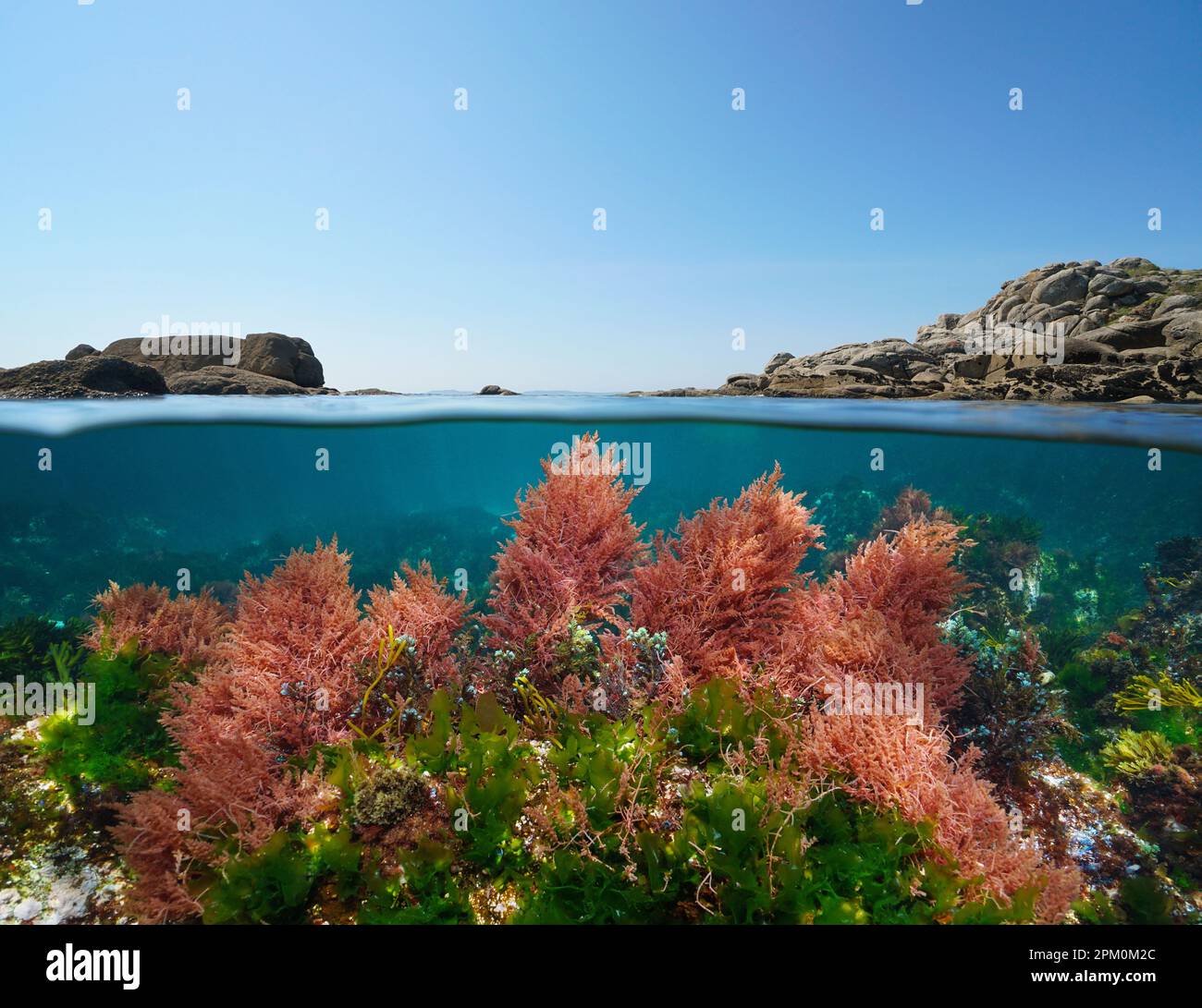 Ocean seascape, seaweed underwater and rock with blue sky, split level ...