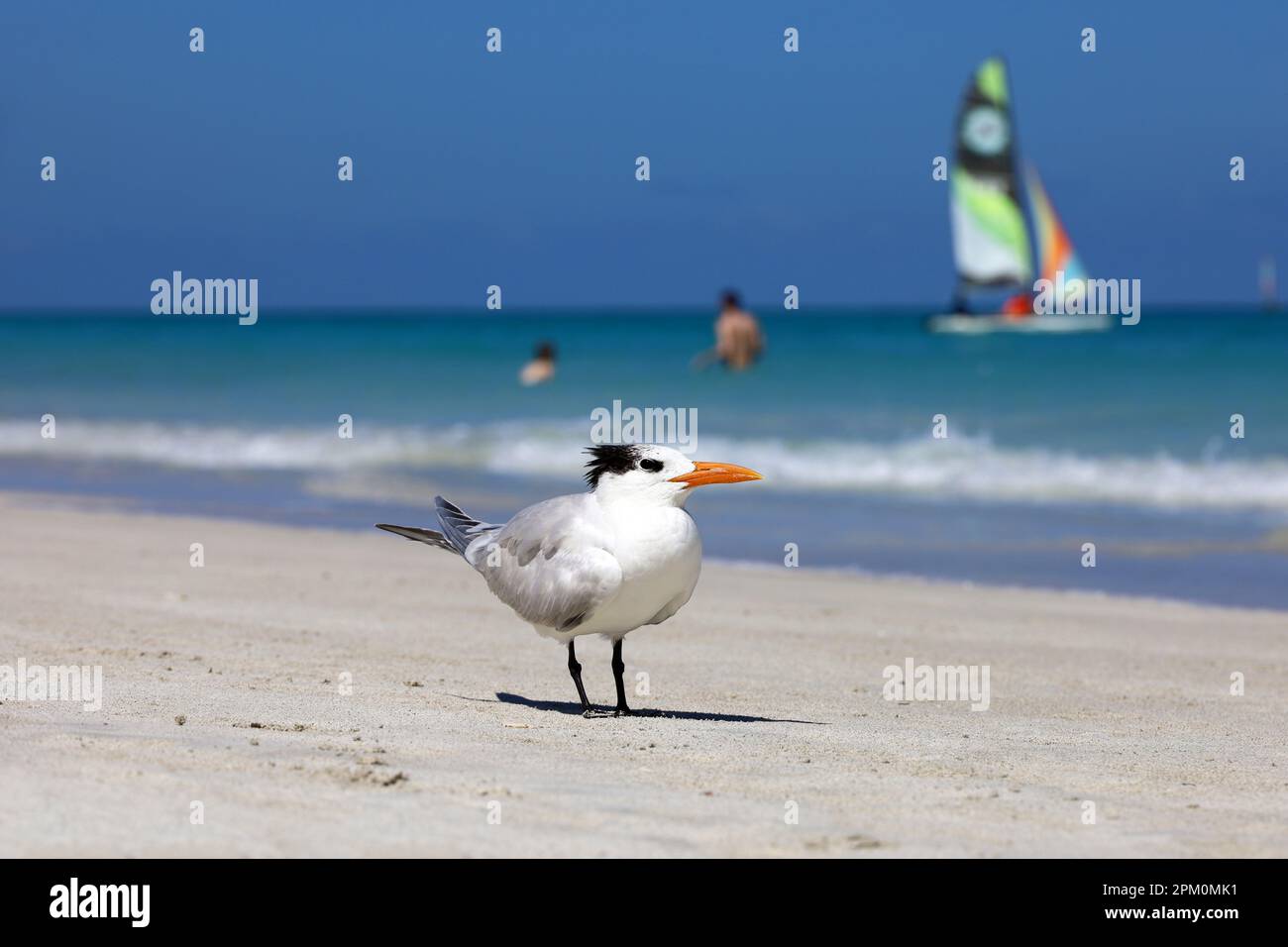 Seagull standing on a sand on sea waves and sailboat background ...