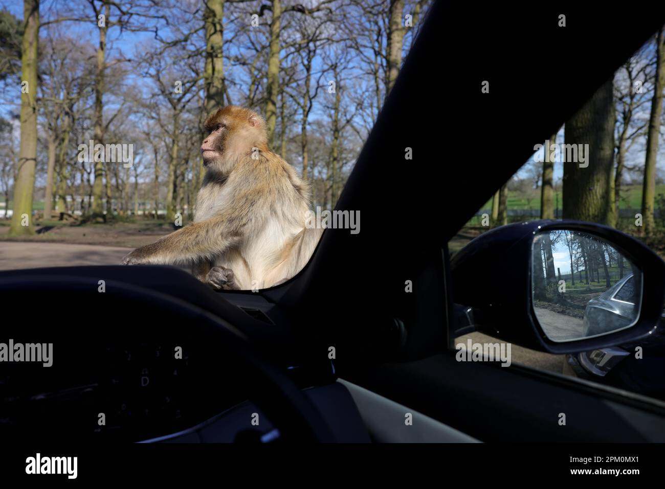 Woburn safari park monkeys hi-res stock photography and images - Alamy