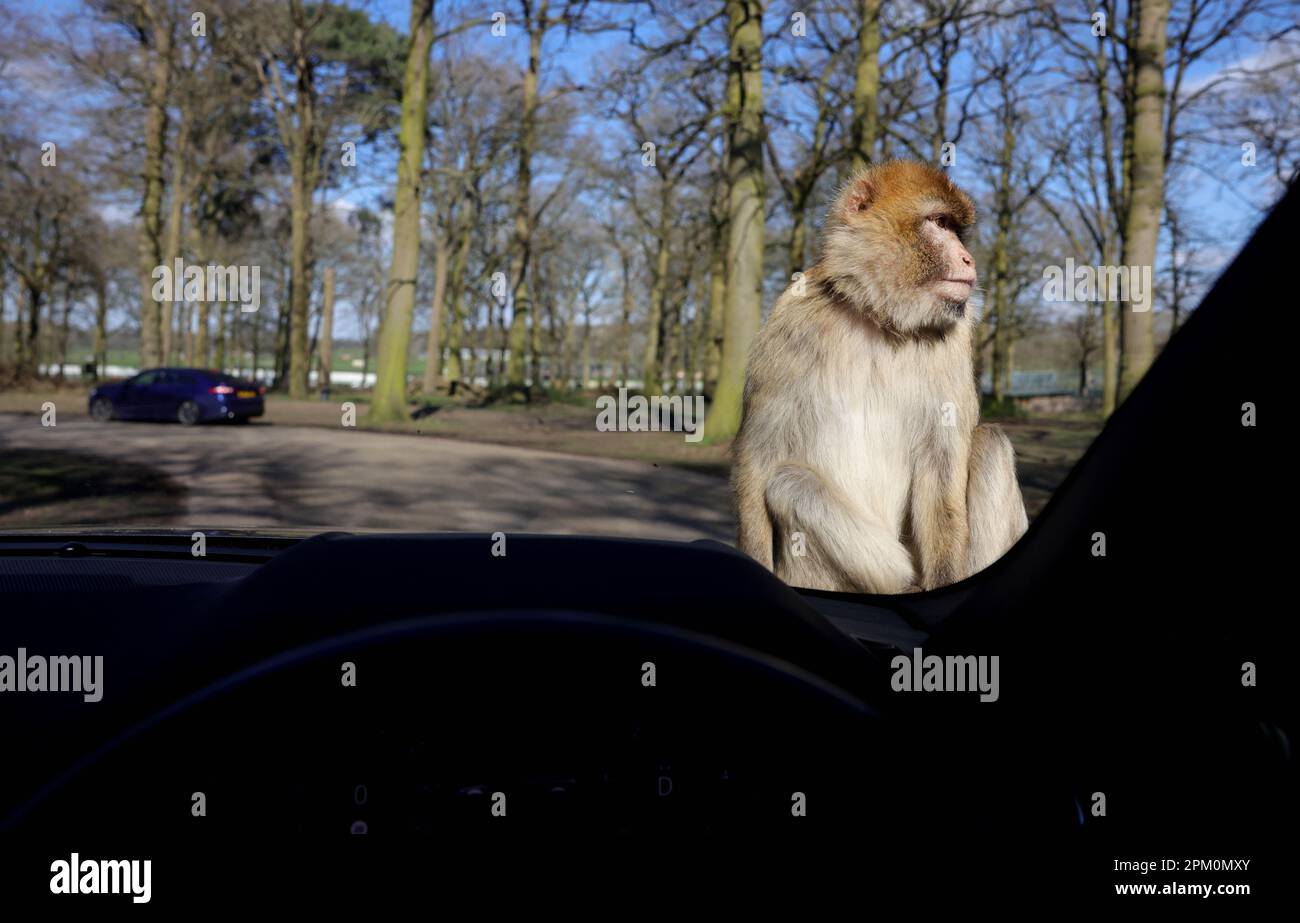 Image ©Licensed to Parsons Media. 03/04/2023. London, United Kingdom ...