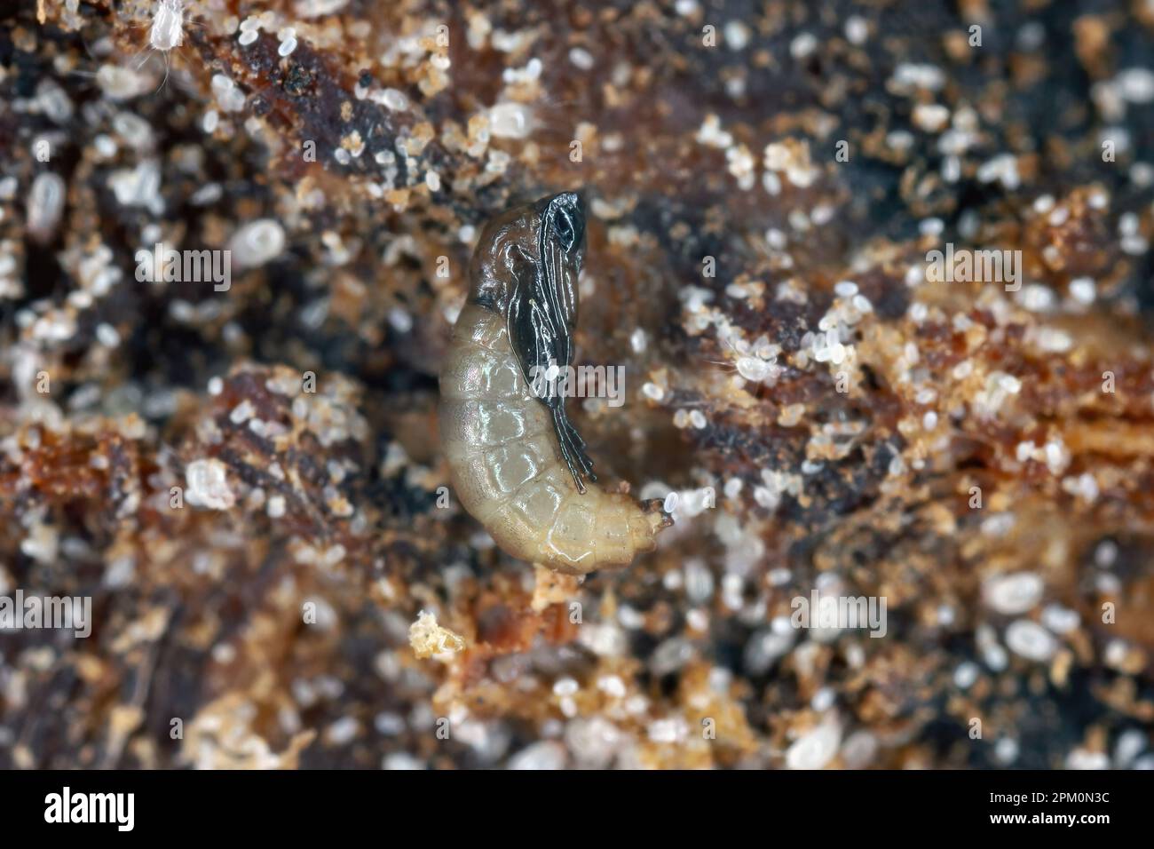 Dark-winged fungus gnat pupa (Sciaridae) and mites (various stages of ...