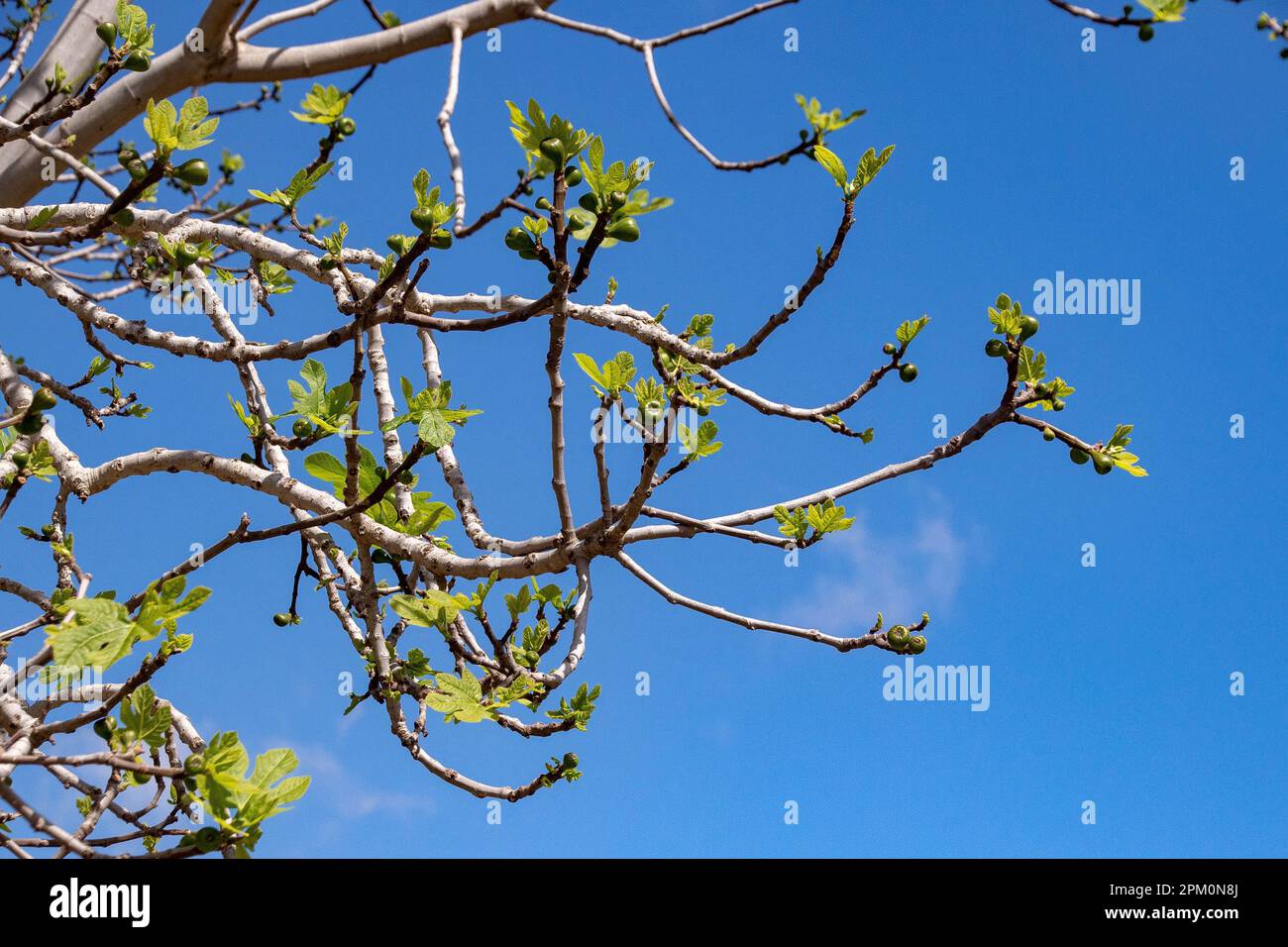 A tree with its branches adorned with lush, green foliage Stock Photo ...