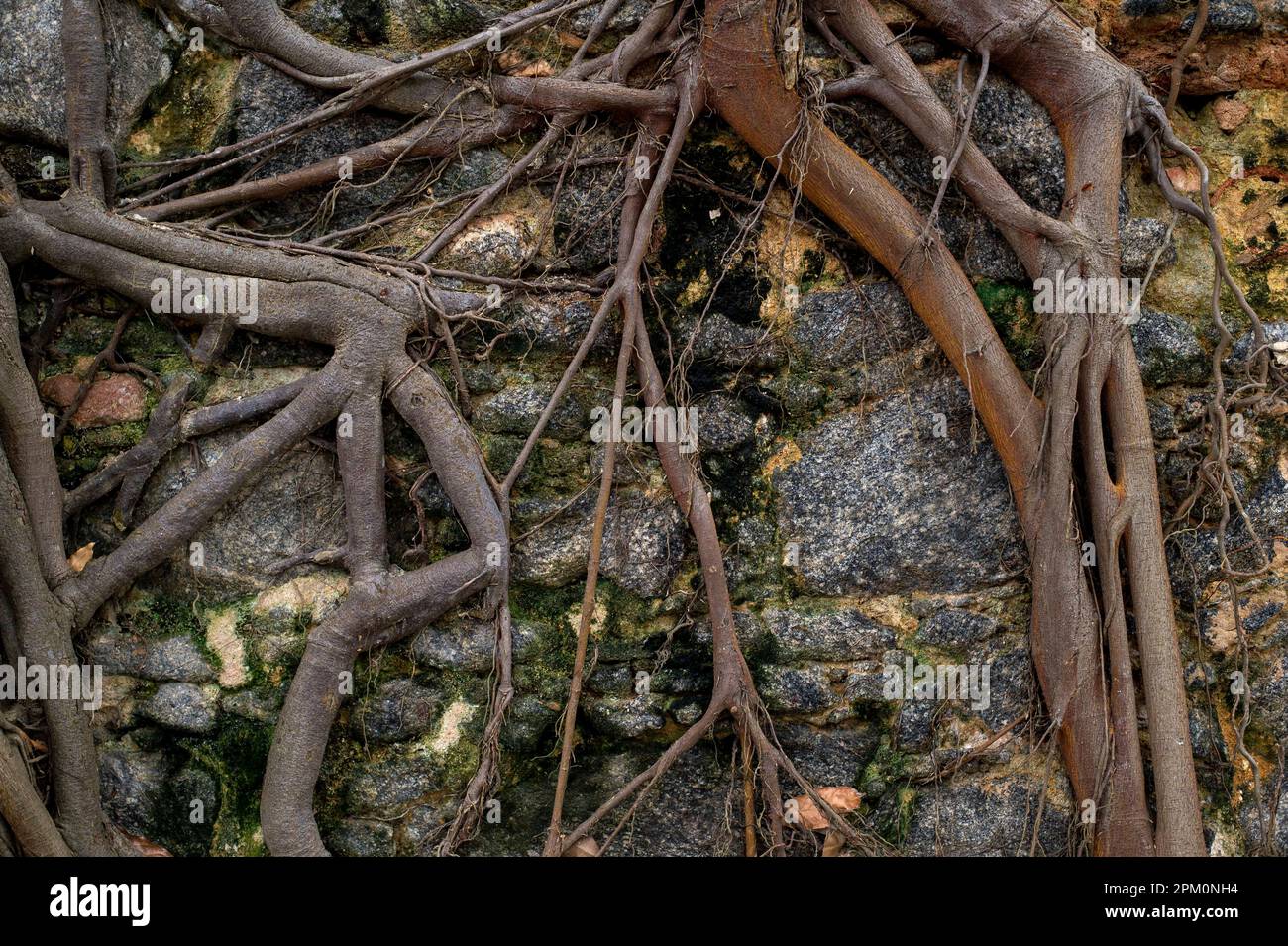 tree roots stuck in old stone wall, in nature location, front view ...
