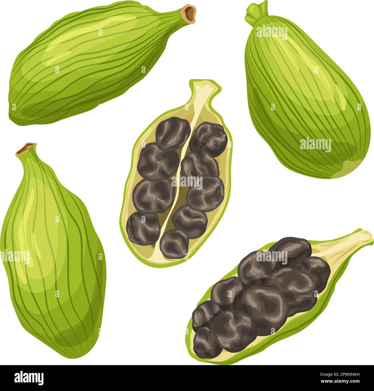 cardamom green seed set cartoon vector illustration Stock Vector Image ...