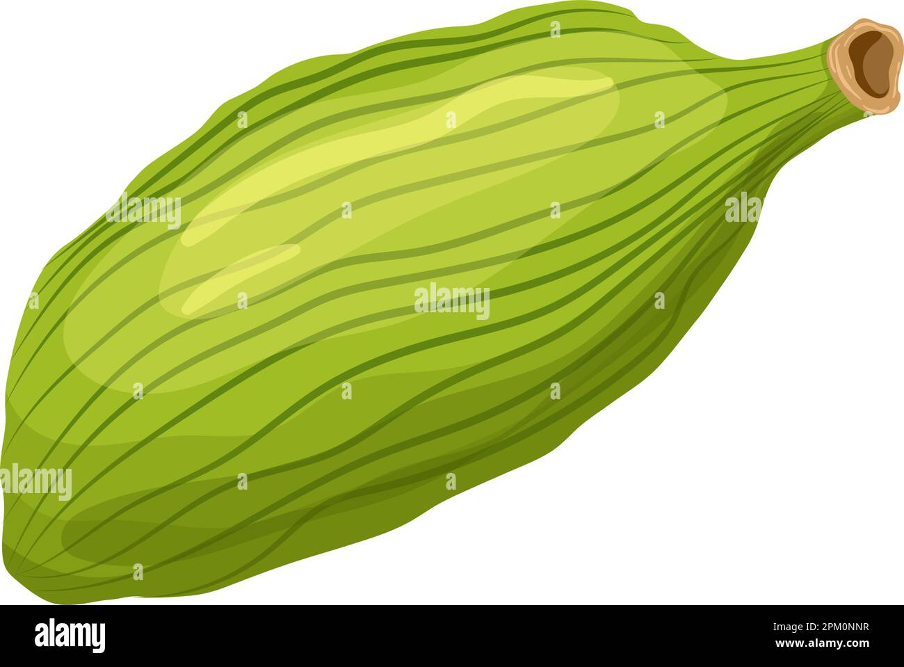 cardamom green spice cartoon vector illustration Stock Vector Image ...