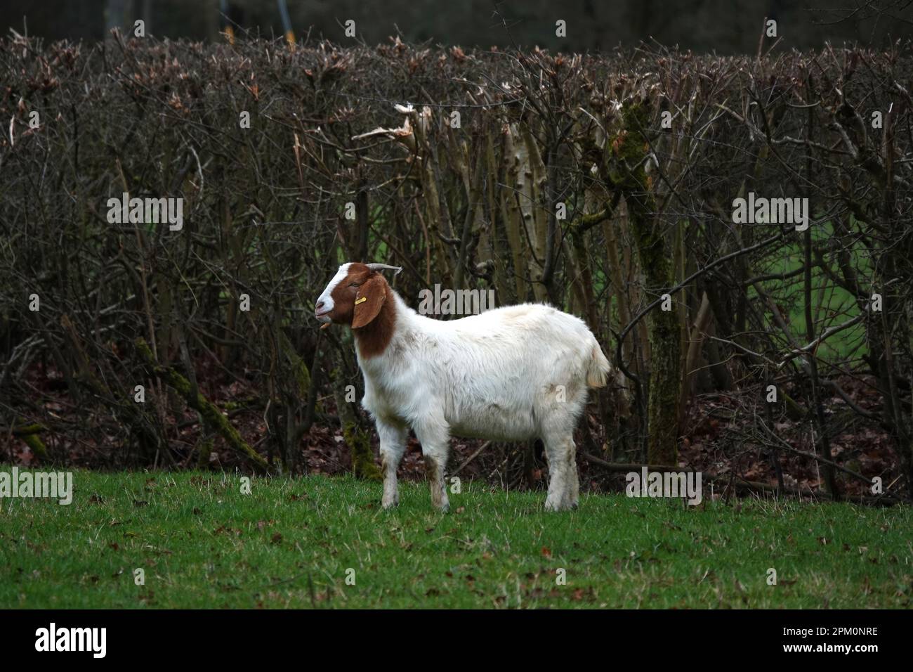 Boer meat goat hi-res stock photography and images - Alamy