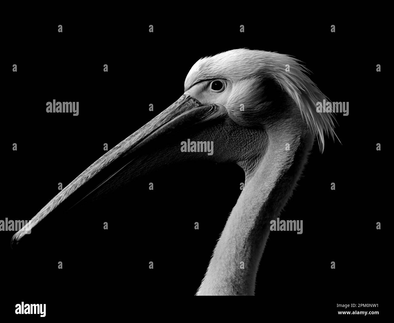 Pelicans in st james park Black and White Stock Photos & Images - Alamy