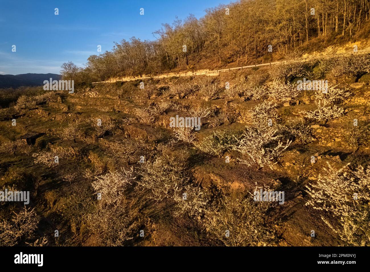 An expansive view of a hillside on a clear day, covered with dirt ...
