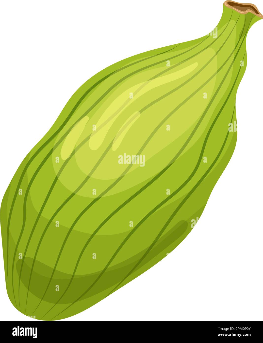 cardamom green organic cartoon vector illustration Stock Vector Image ...