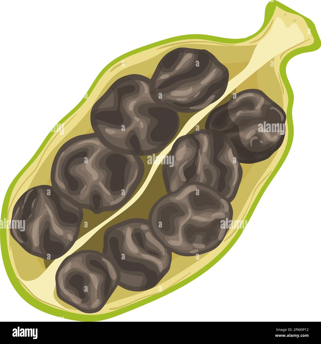 cardamom seed organic cartoon vector illustration Stock Vector Image ...