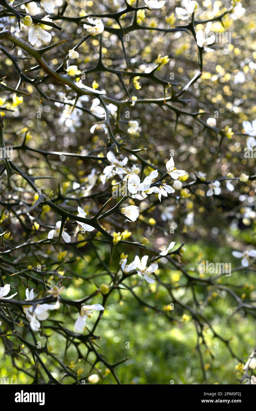 Poncirus trifoliata - trifoliate orange bush blossoming Stock Photo - Alamy
