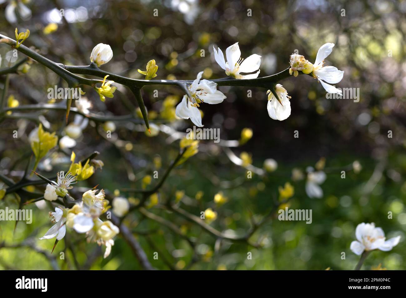 Poncirus trifoliata - trifoliate orange bush blossoming Stock Photo - Alamy
