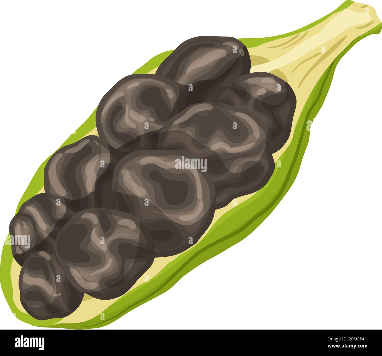 cardamom seed spice cartoon vector illustration Stock Vector Image ...