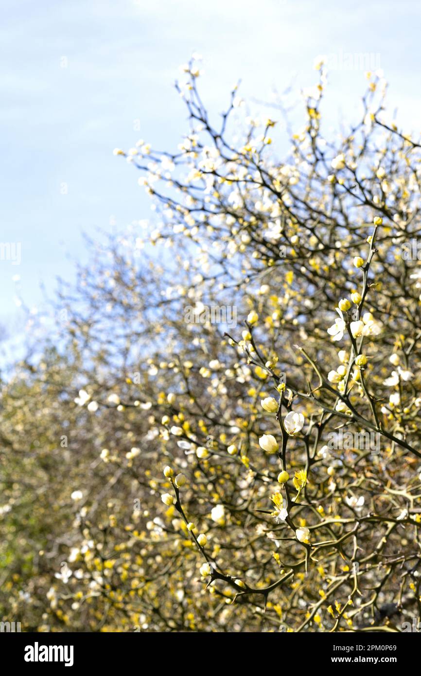 Poncirus trifoliata - trifoliate orange bush blossoming Stock Photo - Alamy