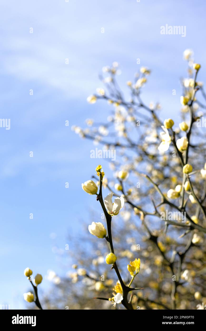 Poncirus trifoliata - trifoliate orange bush blossoming Stock Photo - Alamy