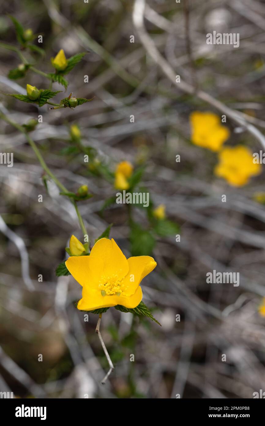 Kerria japonica - Japanese rose Stock Photo - Alamy
